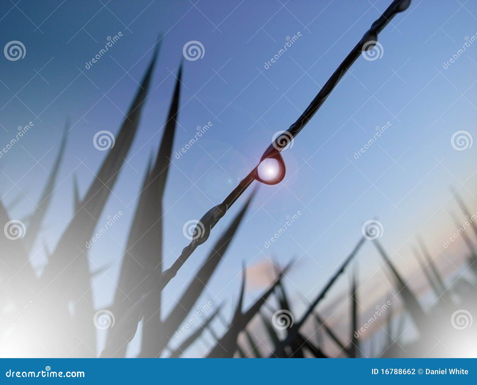 Dew Drop sun down stock photo. Image of garden, clear - 16788662