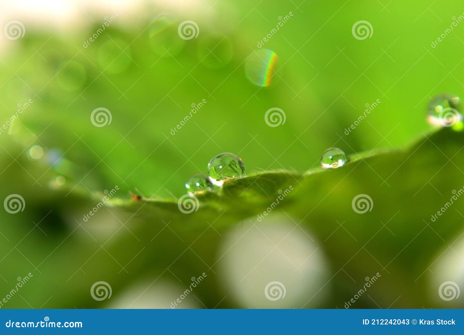 Dew, Drop of Water on Green Leaf Stock Image - Image of blur ...