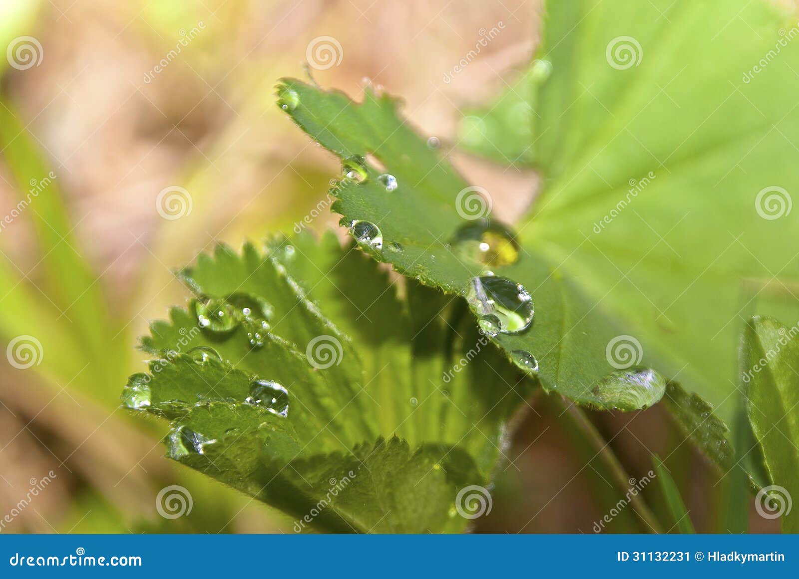Dew droplets stock image. Image of bubble, fresh, closeup - 31132231