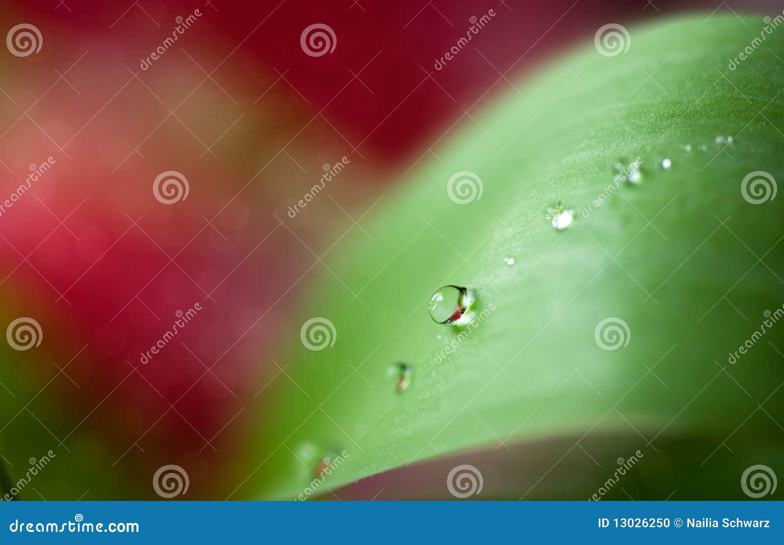 Dew Drops stock photo. Image of morning, growth, clear - 13026250