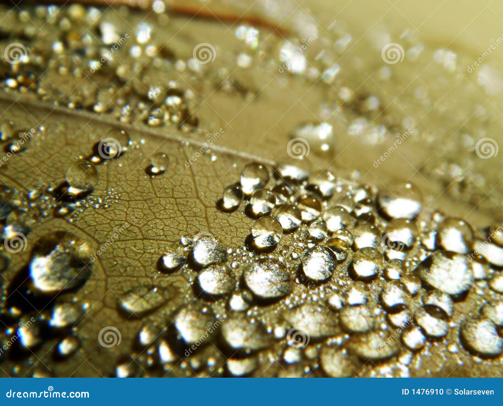 Dew Drops stock photo. Image of droplet, closeup, clean - 1476910