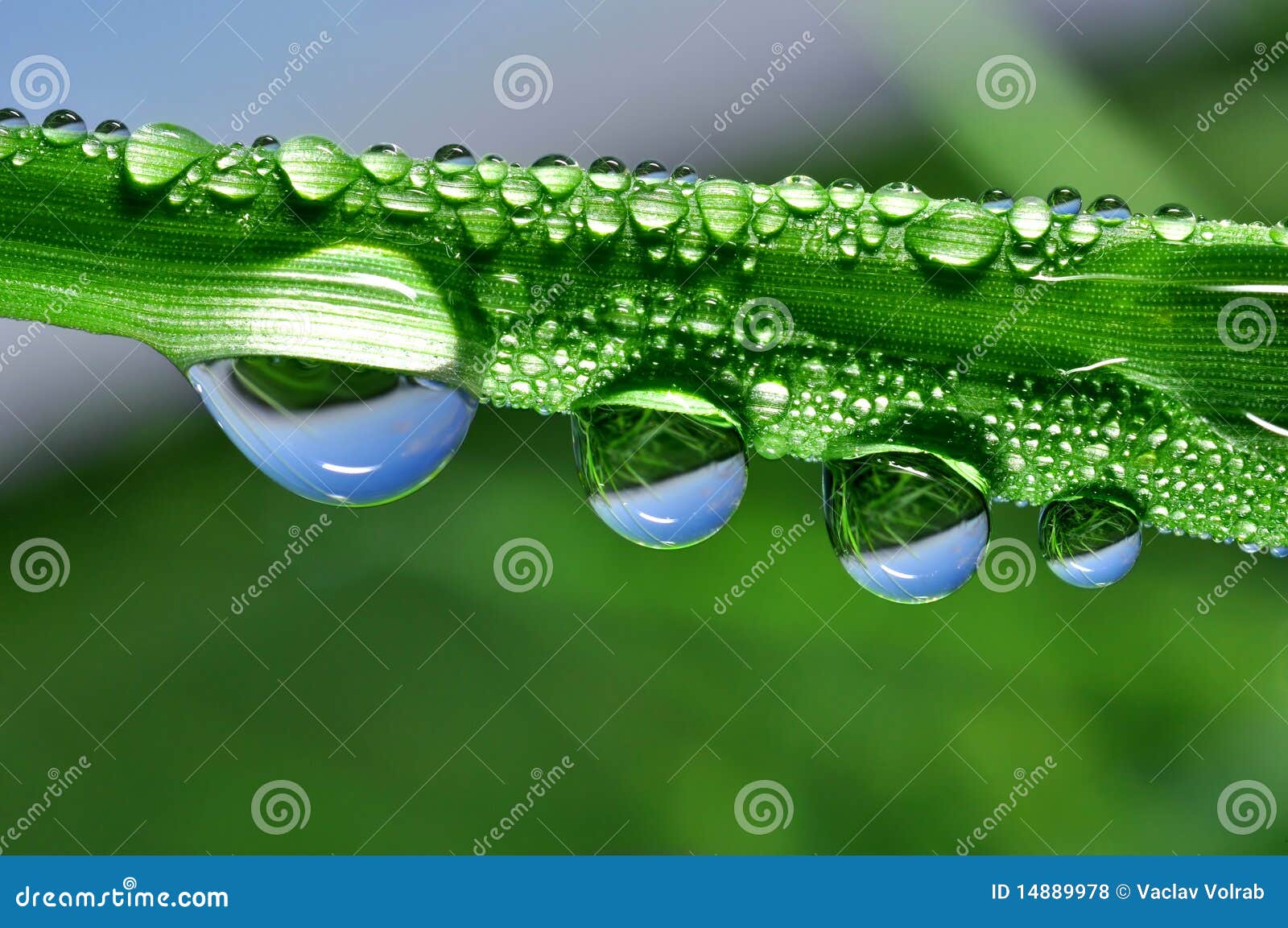 Dew drops stock photo. Image of bubble, abstract, bright - 14889978