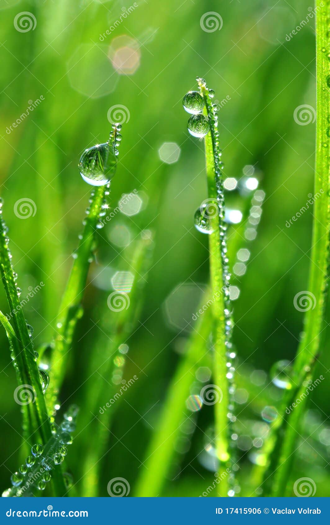 Dew drops stock photo. Image of perfection, clear, bright - 17415906