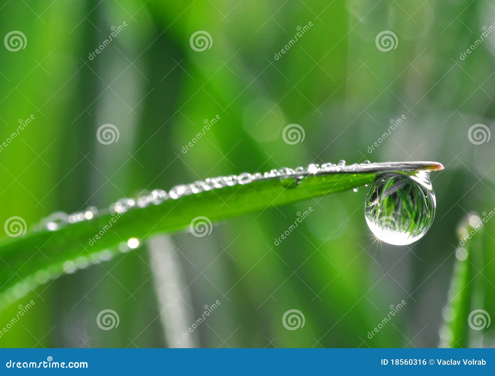 Dew drops stock photo. Image of outdoors, rain, plant - 18560316