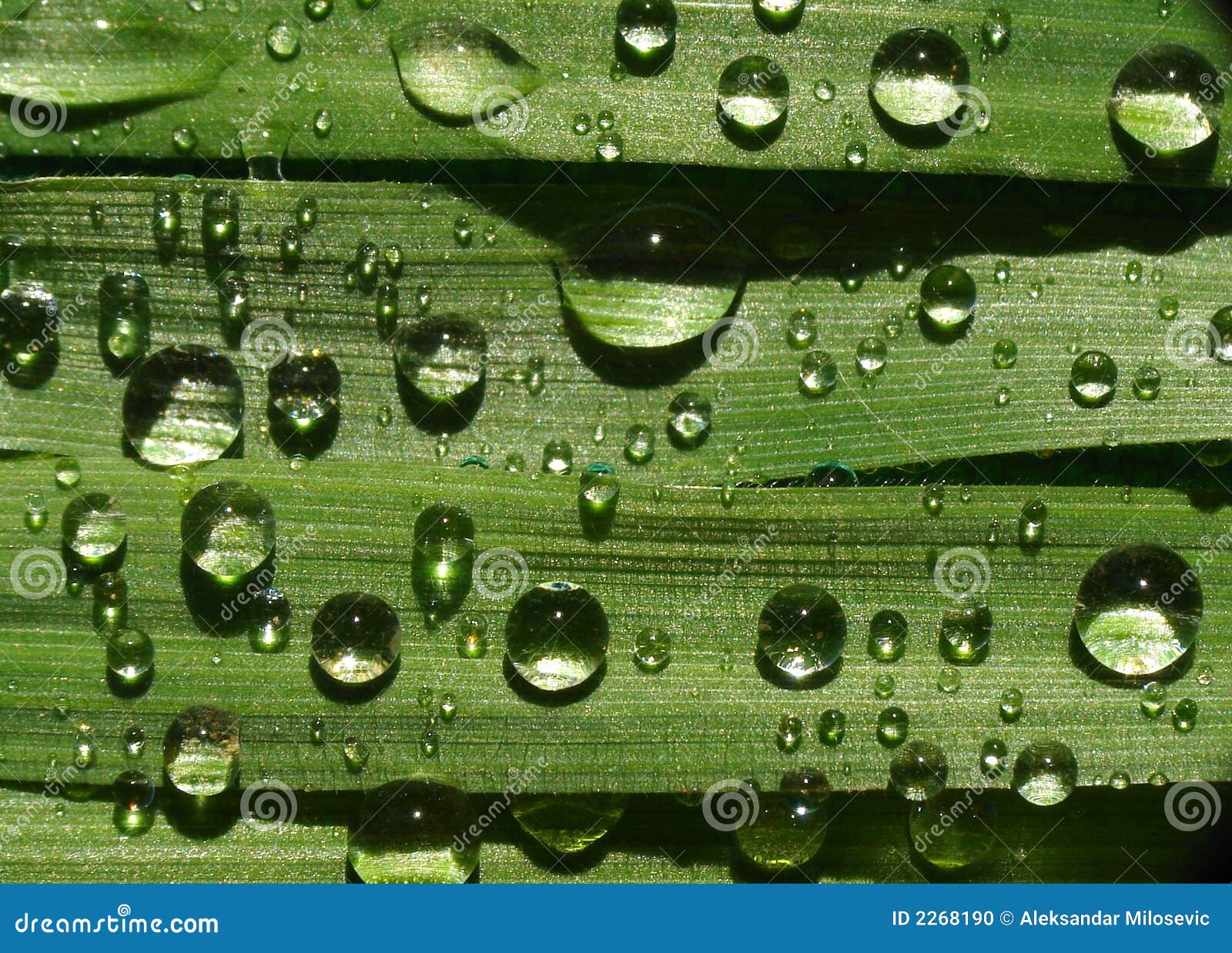 Dew Drops Picture. Image: 2268190