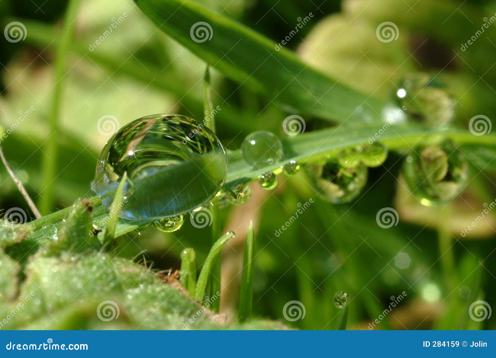 Dew Drops stock image. Image of morning, textures, drops - 284159