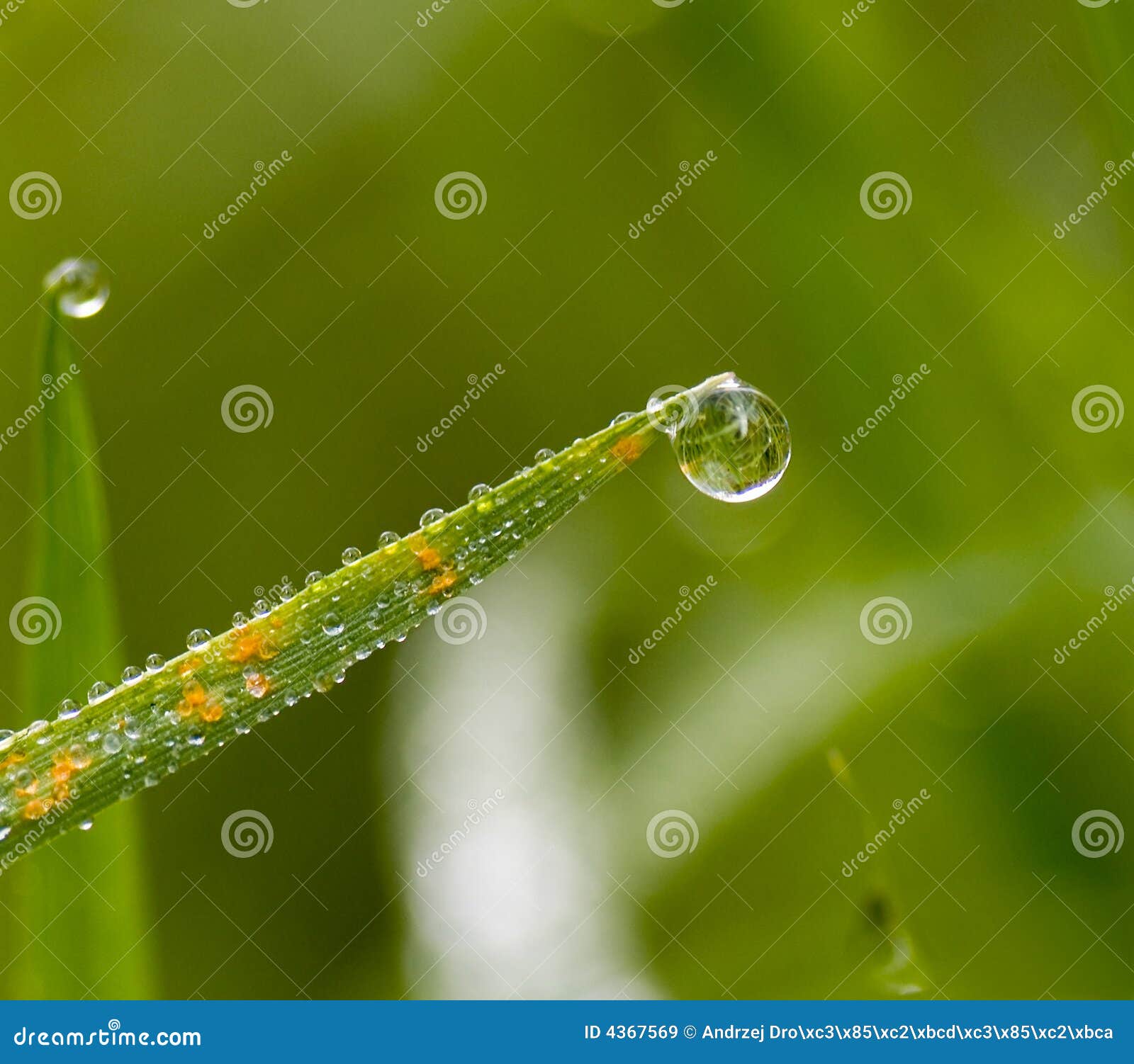 Dew drops stock image. Image of reflection, autumn, detail - 4367569