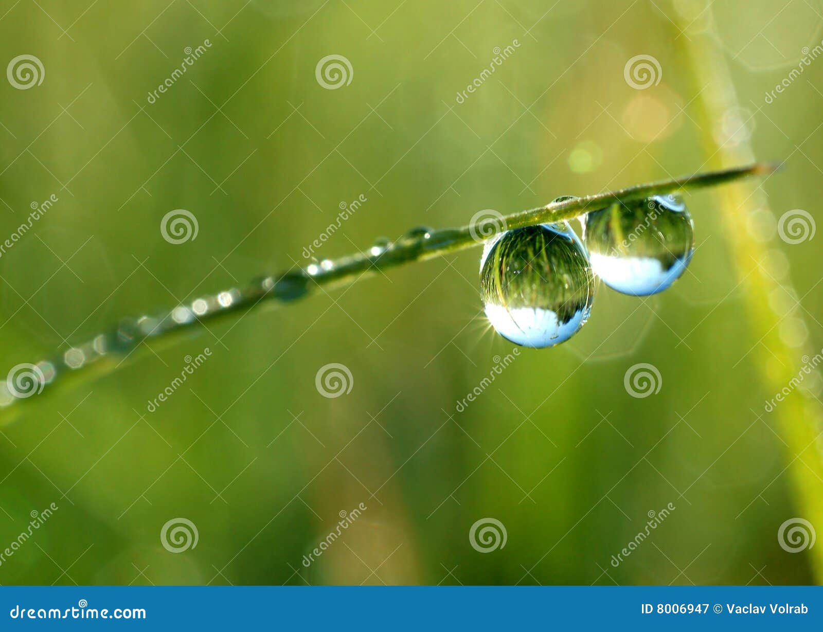 Dew drops stock image. Image of garden, environmental - 8006947