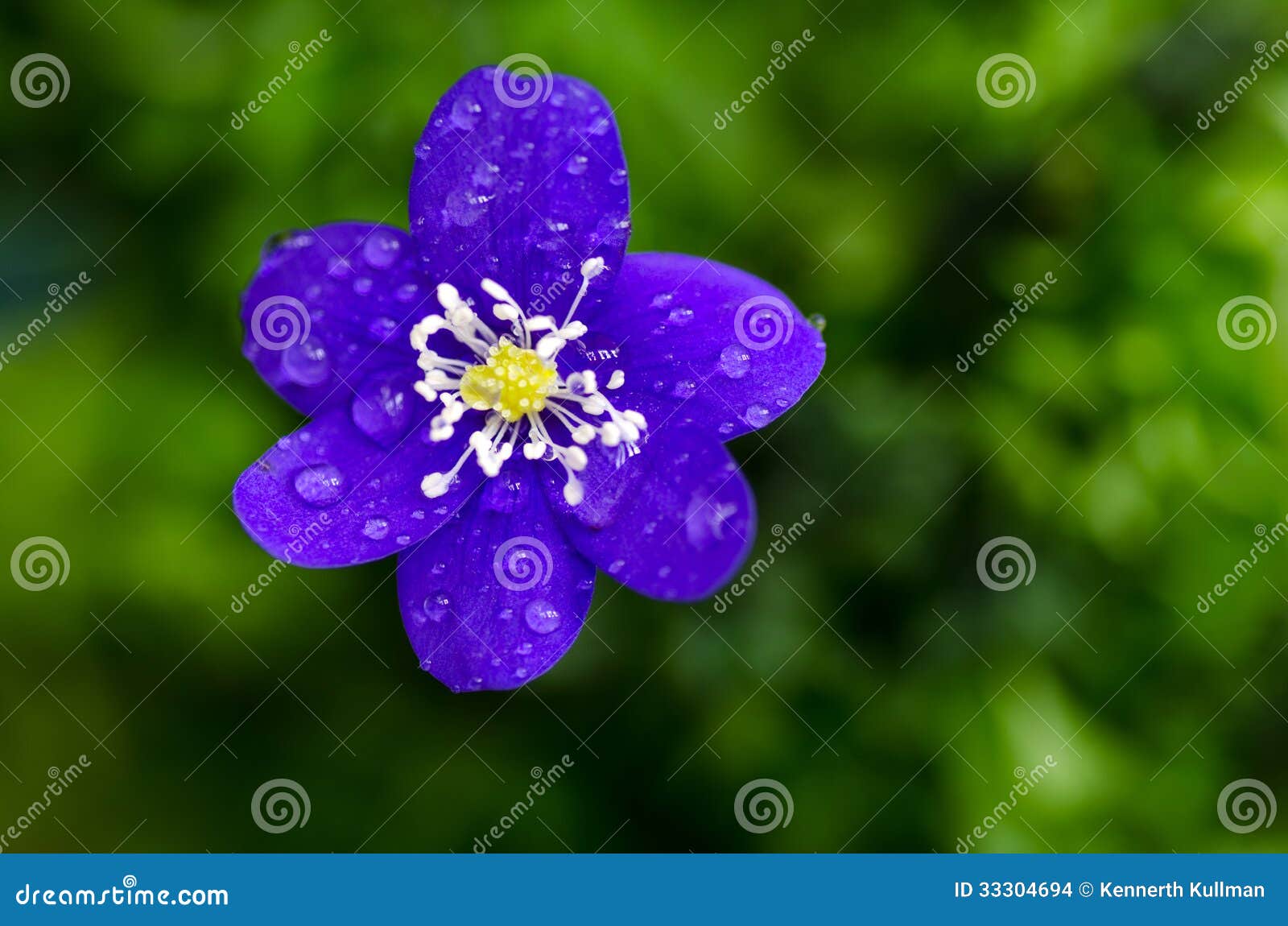 Dew drops on blue flower stock photo. Image of nobilis - 33304694