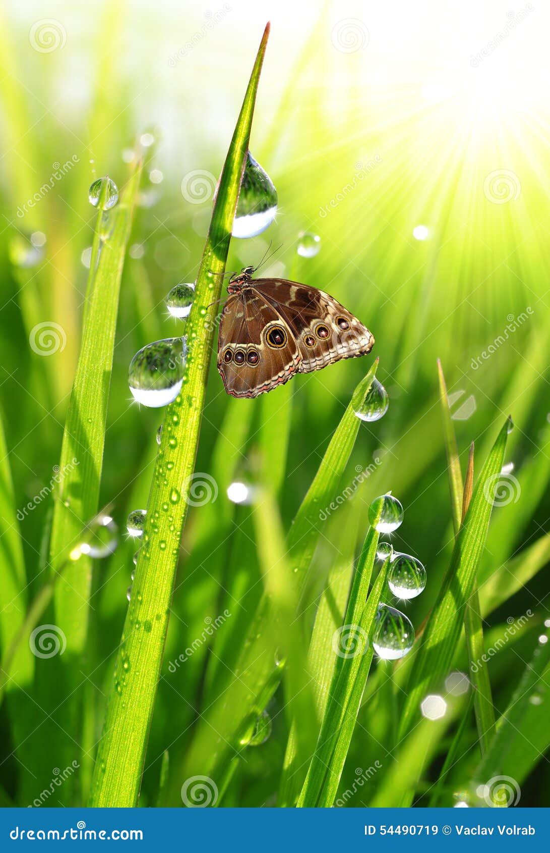Dew drops and butterfly stock image. Image of drop, grassy - 54490719