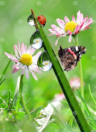 Dew Drops with Butterfly and Ladybug Stock Photo - Image of daisy ...