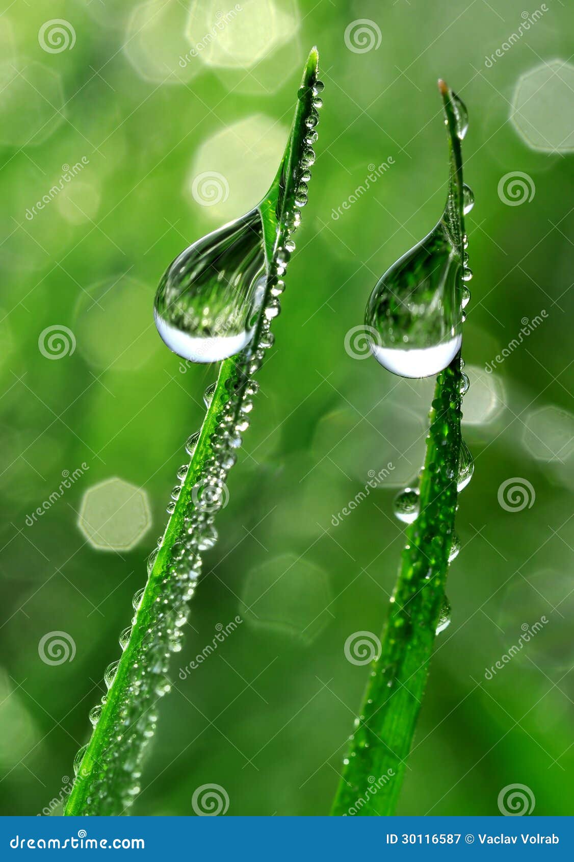 Dew drops stock image. Image of perfection, summer, conservation - 30116587