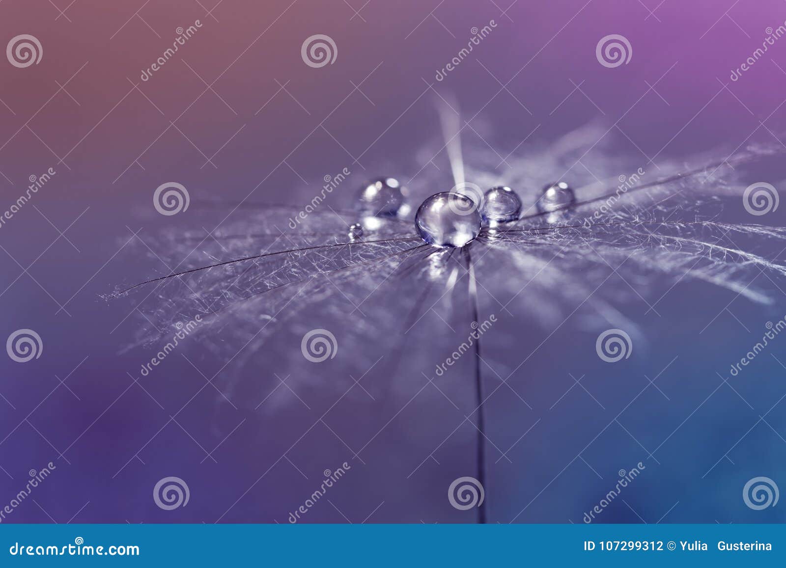 Dew Drops Close-up on a Dandelion, Colorful Background. Abstract Macro ...