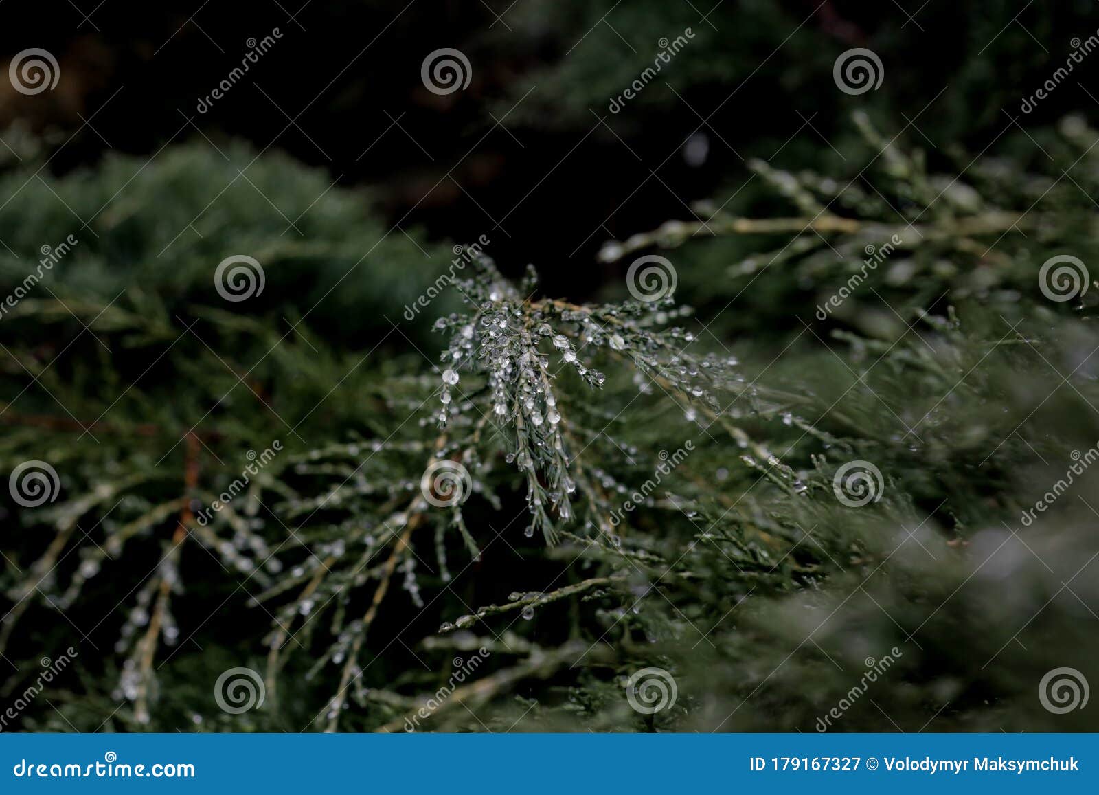 Dew Drops on a Cloudy Afternoon on the Pine Leaves of a Pine Tree Stock ...