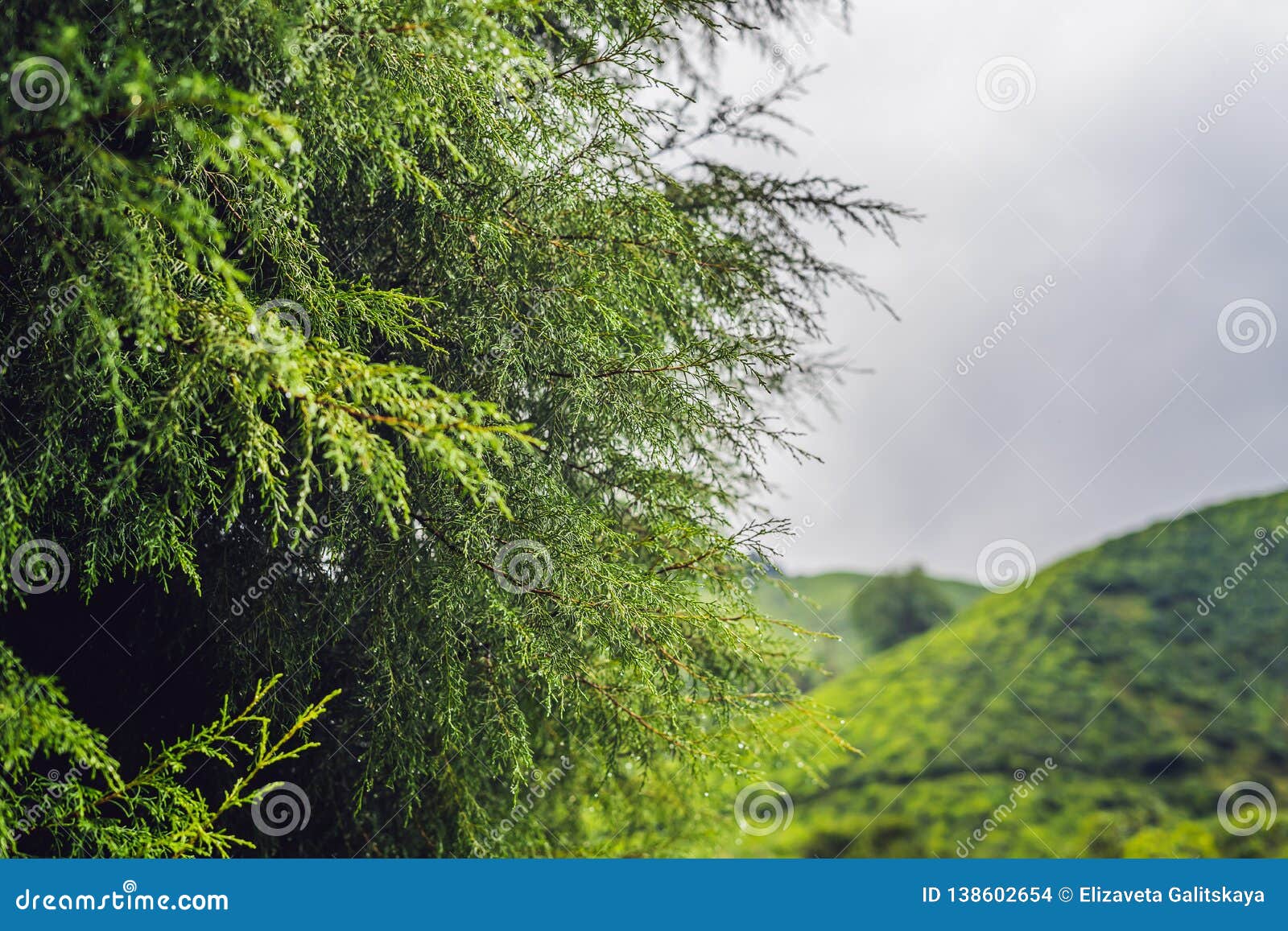 Dew Drops on a Dark Green Tree Stock Photo - Image of grass, garden ...