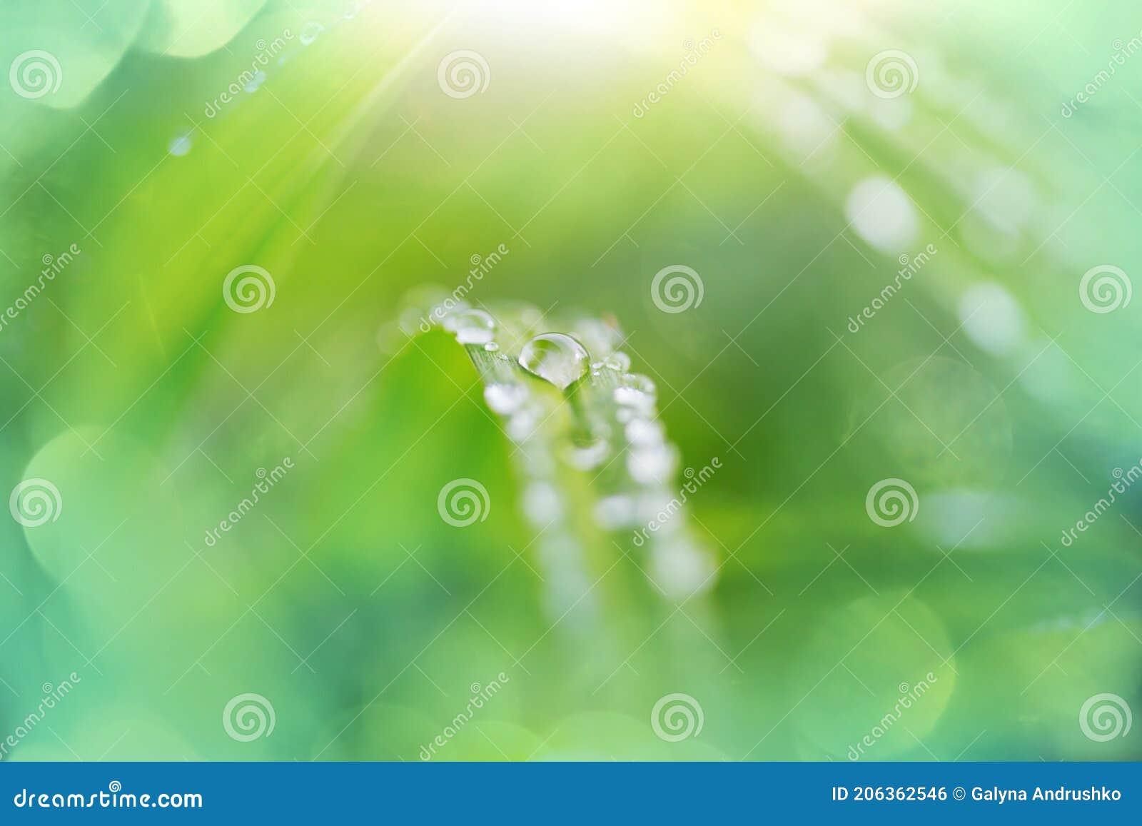Dew drops stock photo. Image of closeup, flora, flood - 206362546