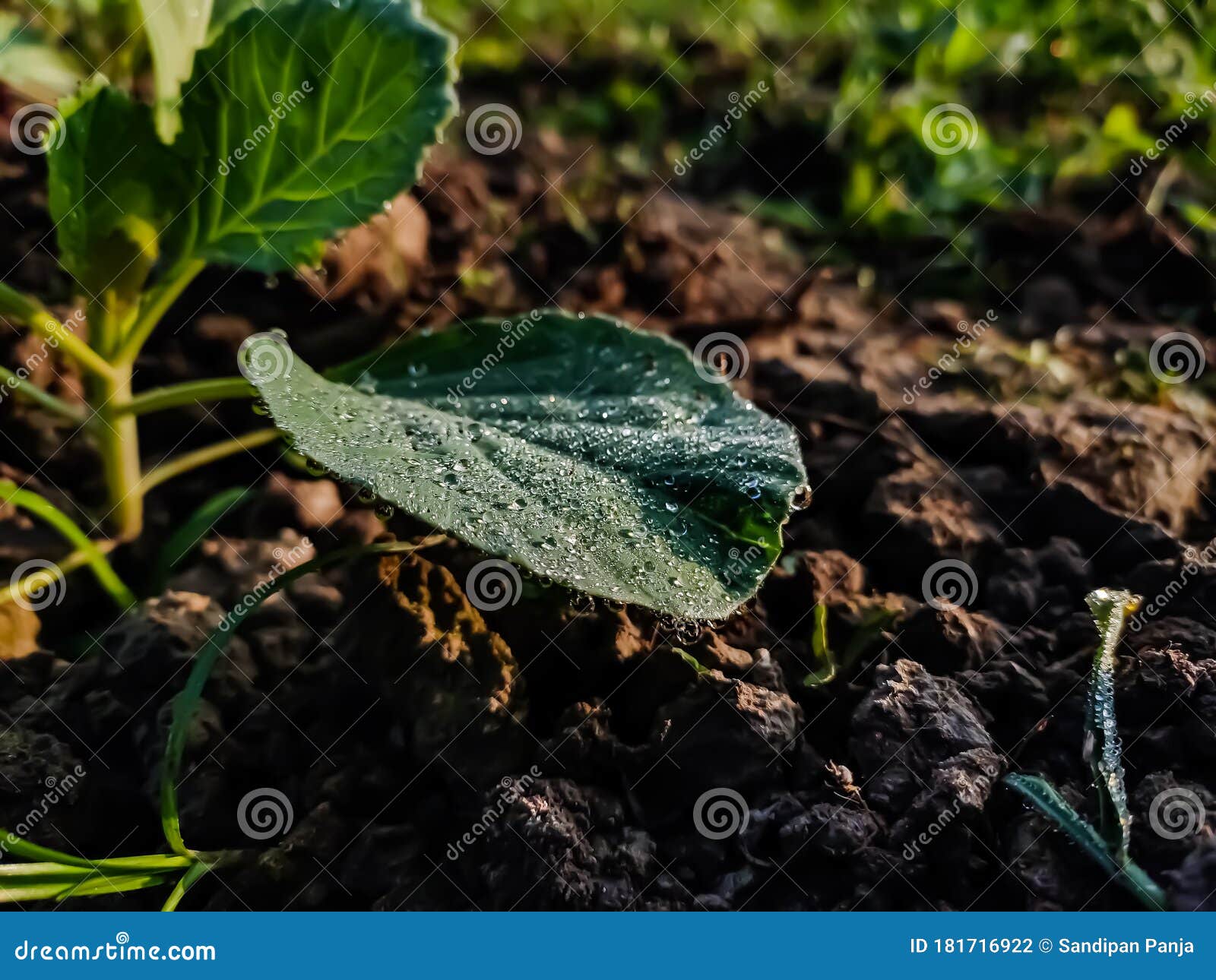 Dew Drops Fall on the Green Leaves in the Winter Morning Stock Photo ...