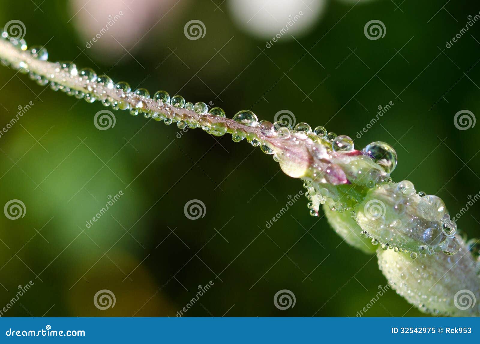Dew Drops Forming on Flower Stock Image - Image of summer, drops: 32542975