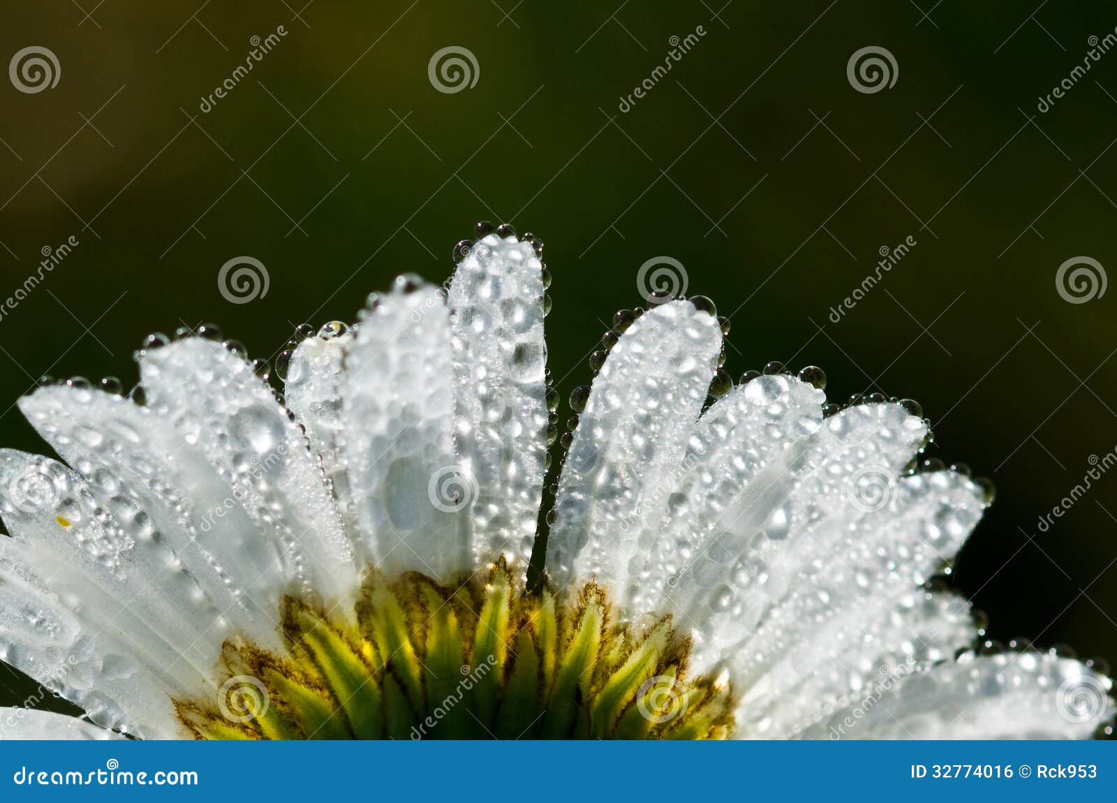 Dew Drops Forming on Flower Stock Photo - Image of summer, flower: 32774016
