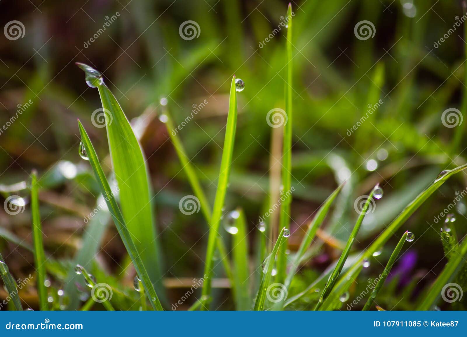 Dew Drops on Fresh Green Grass in Spring Stock Image - Image of drops ...