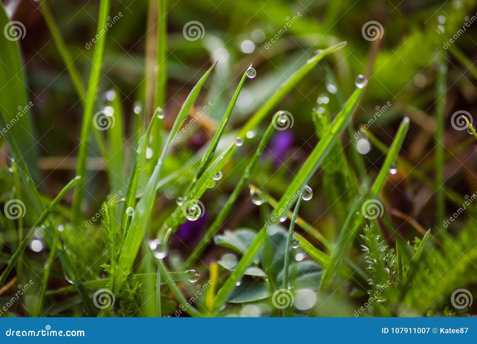 Dew Drops on Fresh Green Grass in Spring Stock Image - Image of fresh ...