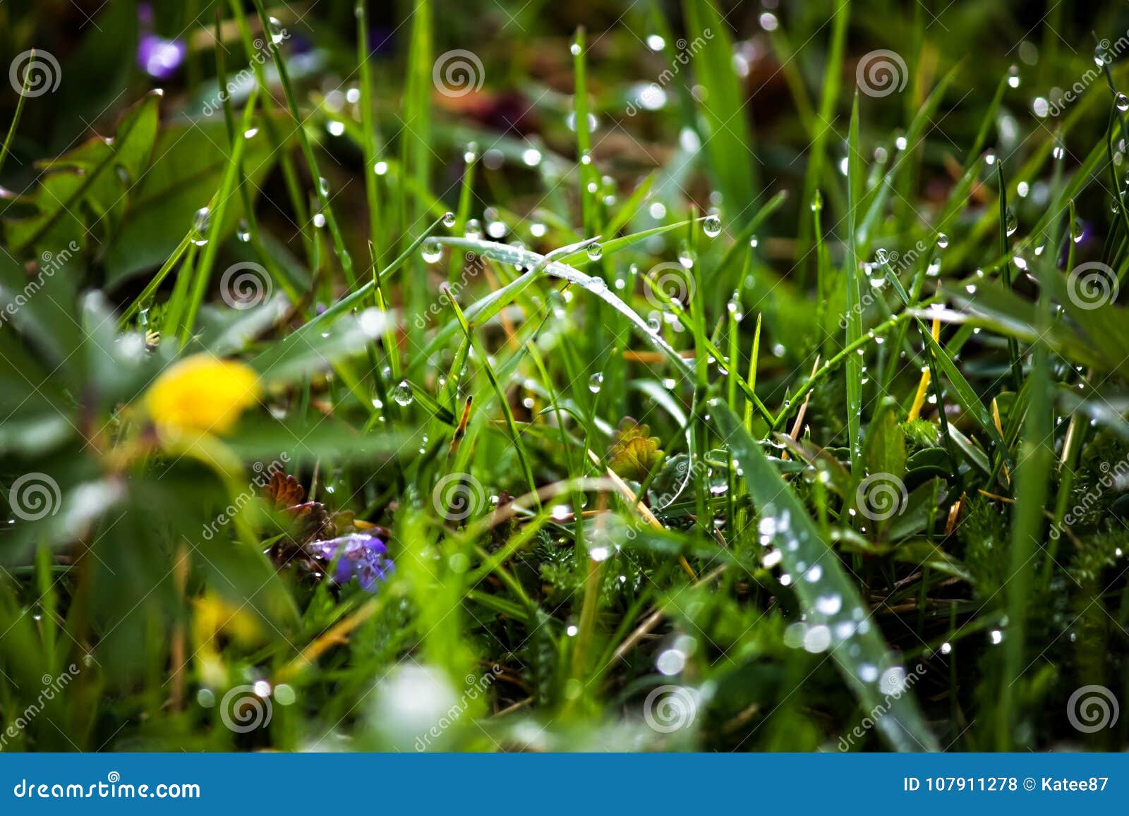 Dew Drops on Fresh Green Grass in Spring Stock Photo - Image of closeup ...