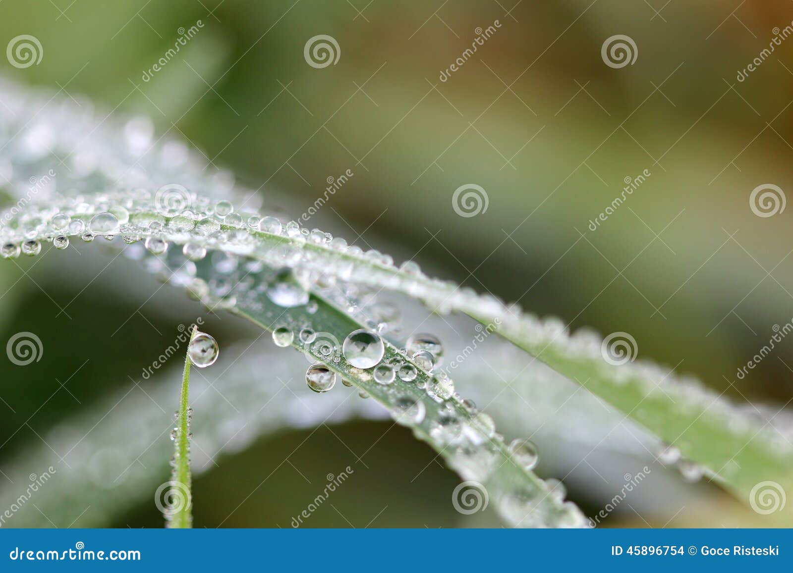 Dew drops on grass macro stock photo. Image of leaf, drops - 45896754
