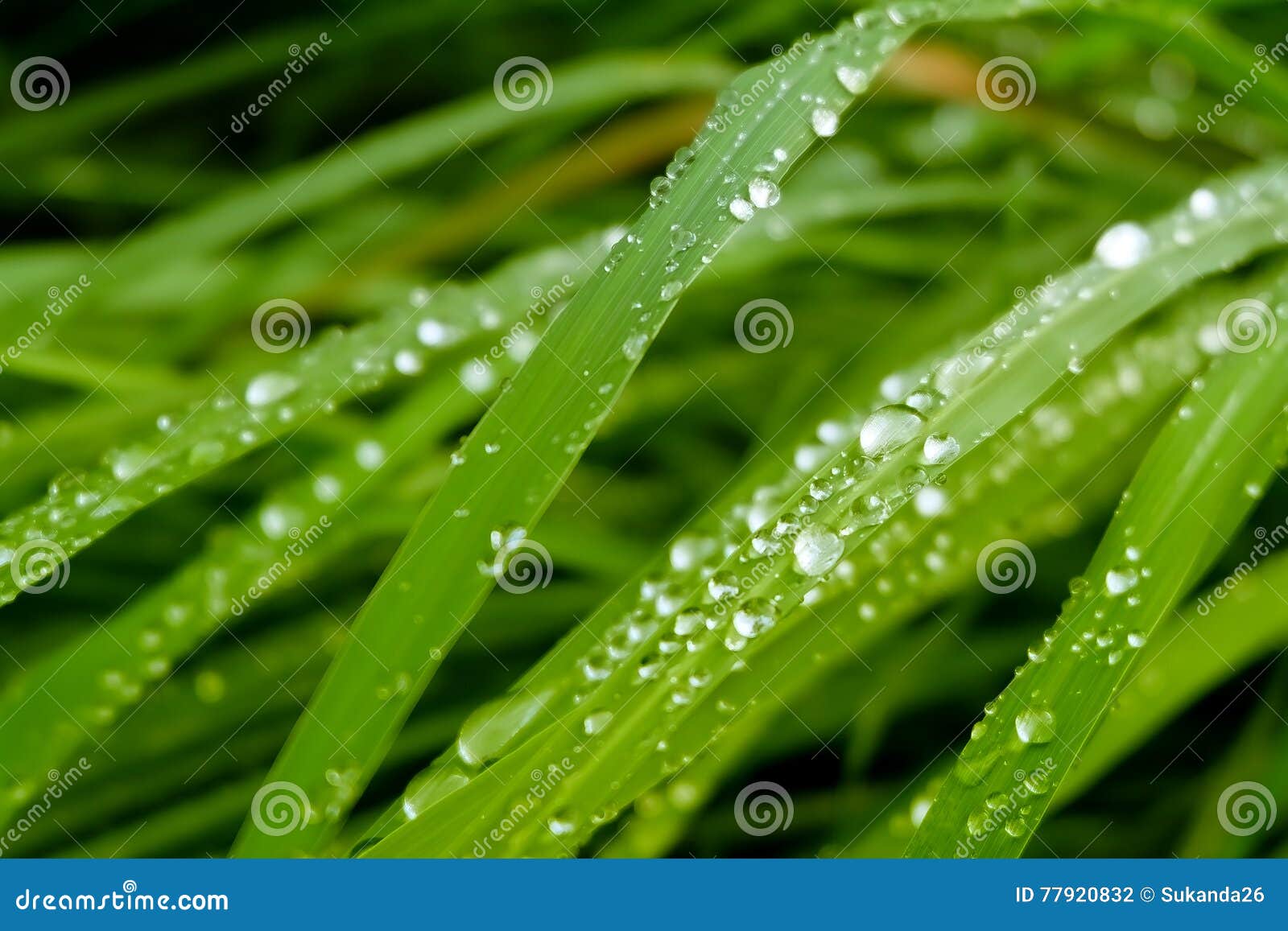 Dew Drops On The Grass Sparkled In The Morning Sun In A Tropical Rice ...