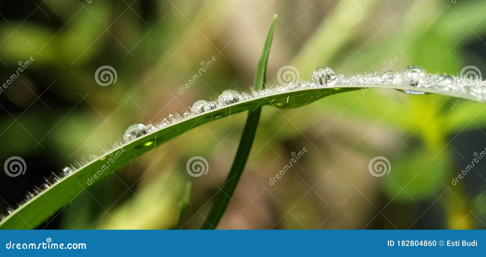 Morning dew drops stock photo. Image of nature, grass - 182804860
