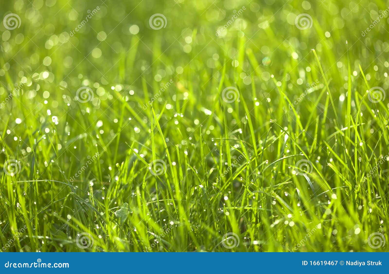Dew Drops on Green Graas. Close-up Stock Image - Image of droplet ...