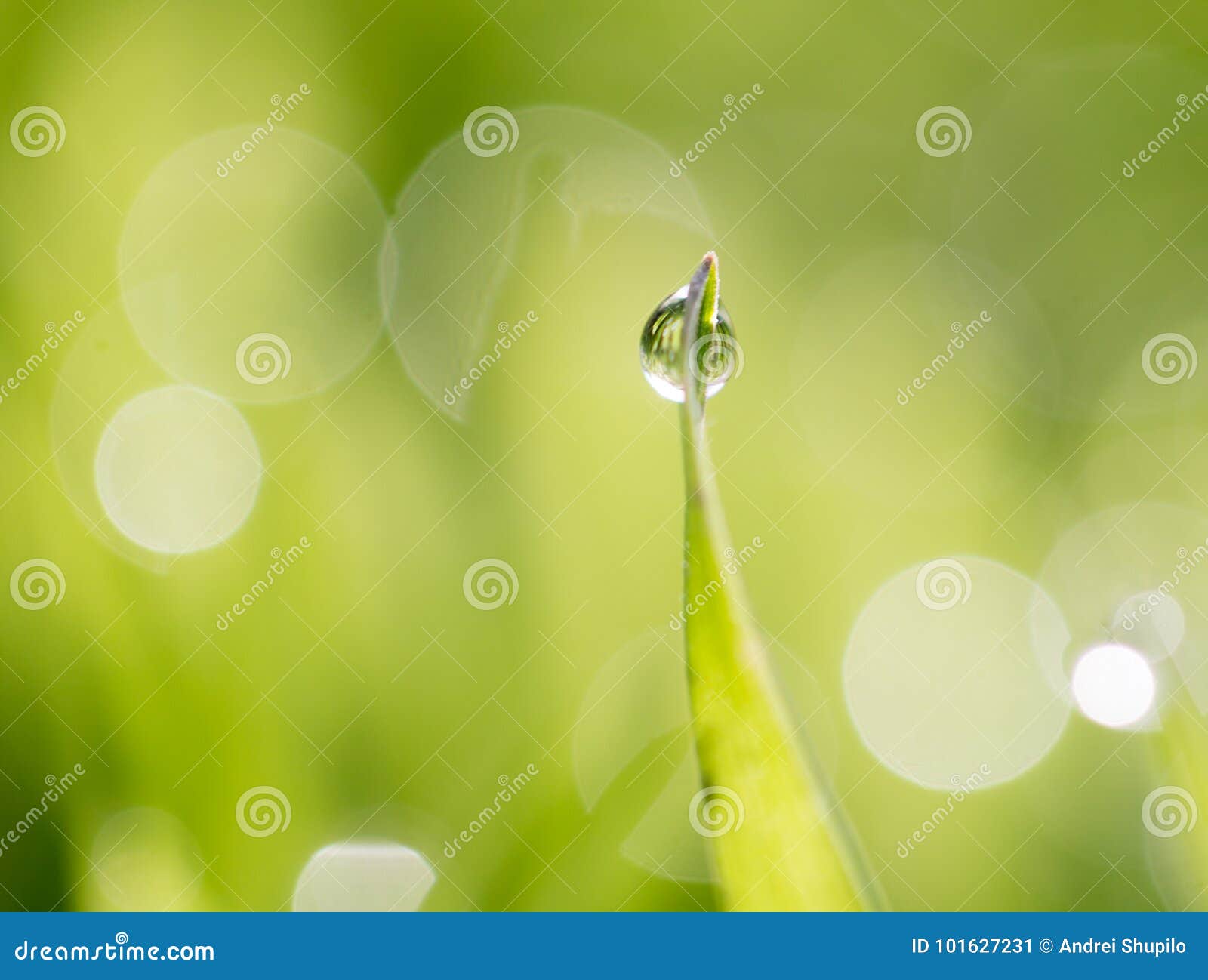 Dew drops on green grass stock image. Image of beautiful - 101627231