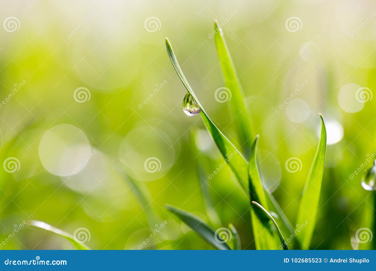 Dew drops on green grass stock image. Image of color - 102685523