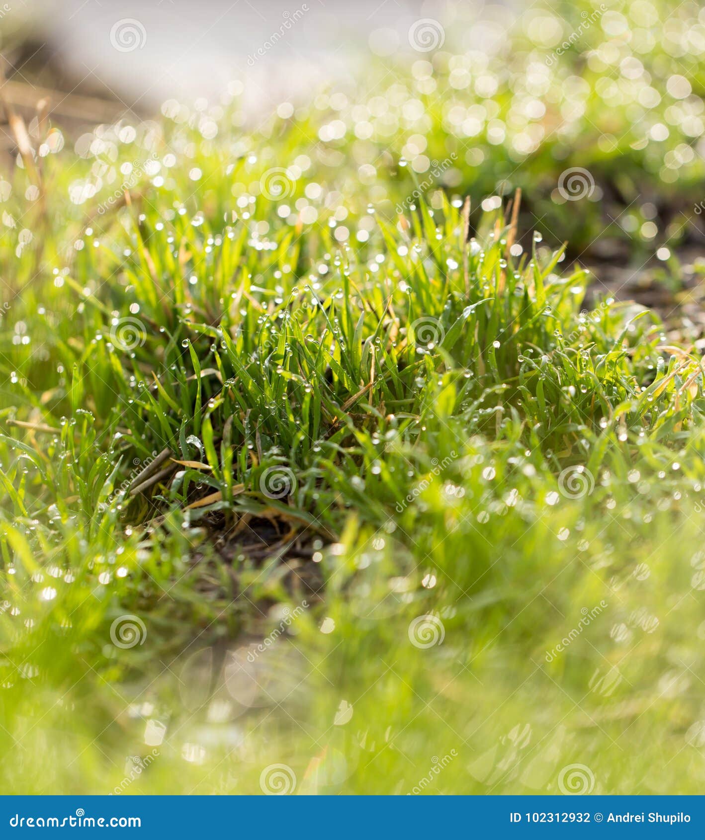 Dew Drops on the Green Grass. Macro Stock Photo - Image of environment ...