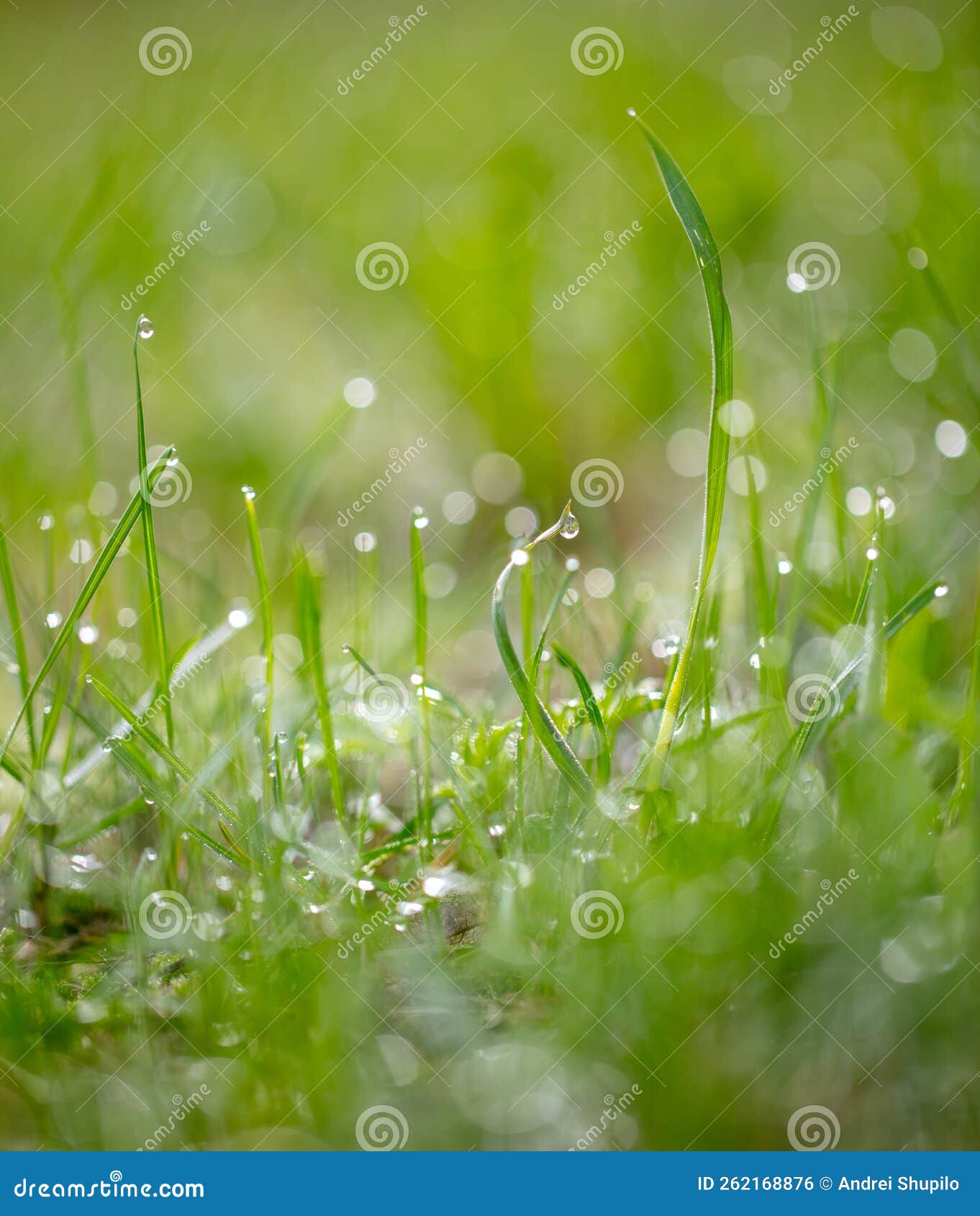 Dew drops on green grass. stock photo. Image of raindrop - 262168876