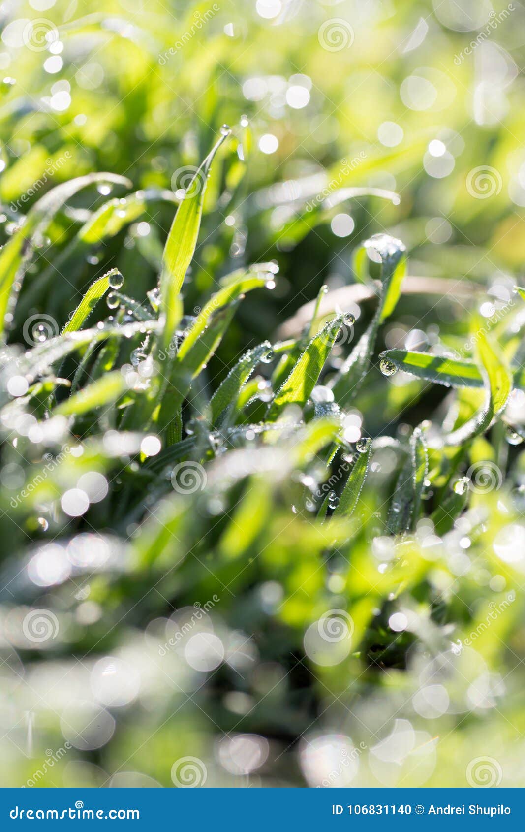 Dew Drops on Green Grass in Nature Stock Photo - Image of grass ...
