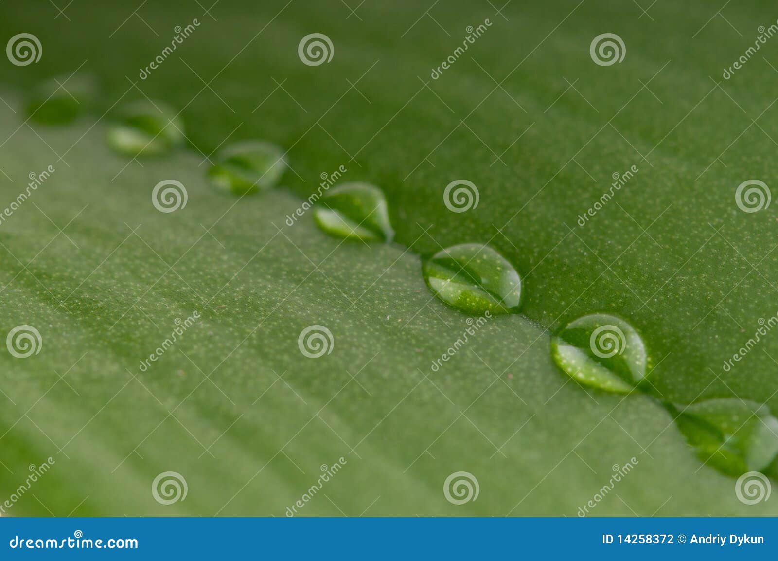 Dew drops on green leaf stock photo. Image of drop, raindrop - 14258372