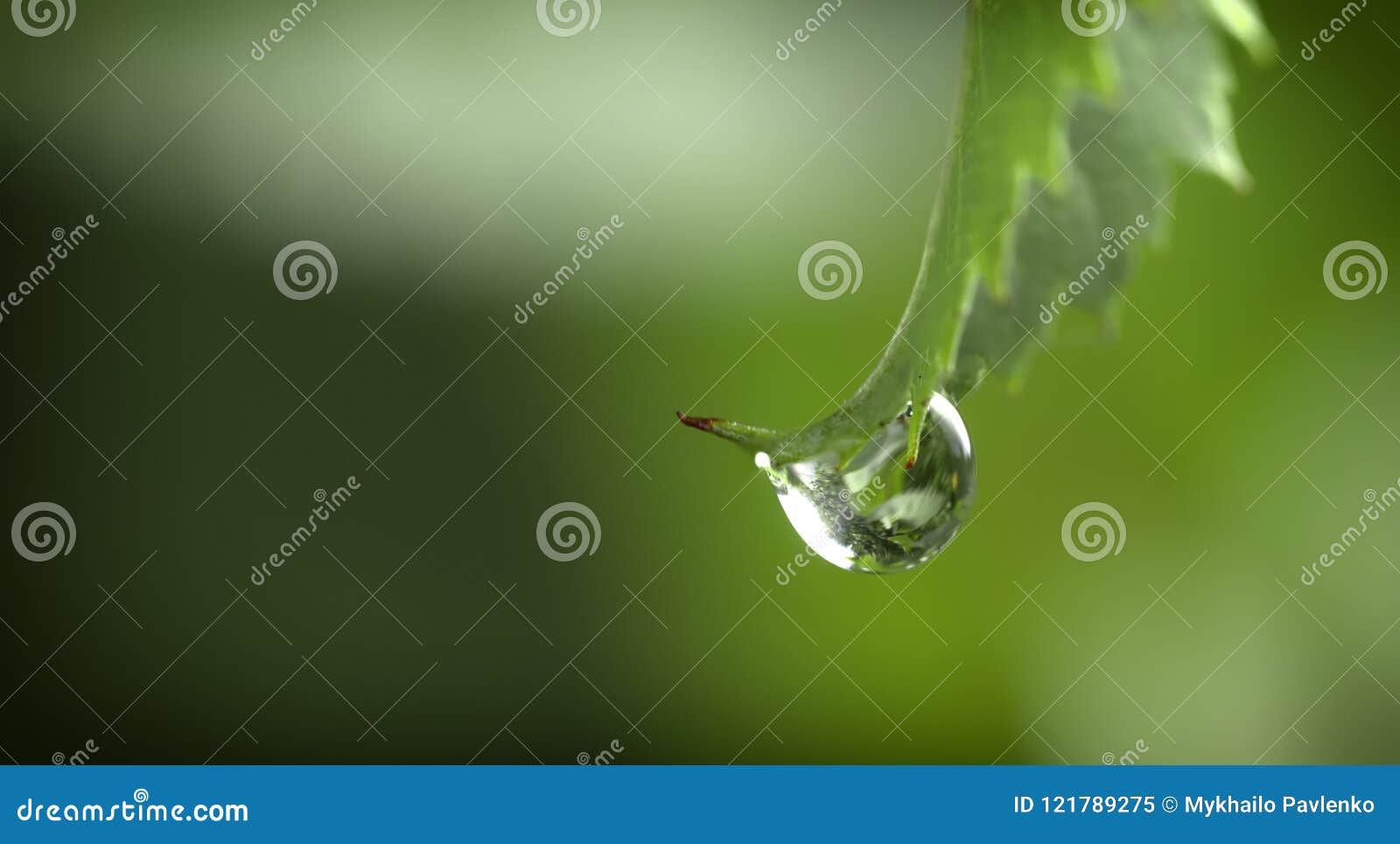 Dew drops on a green leaf stock image. Image of beautiful - 121789275