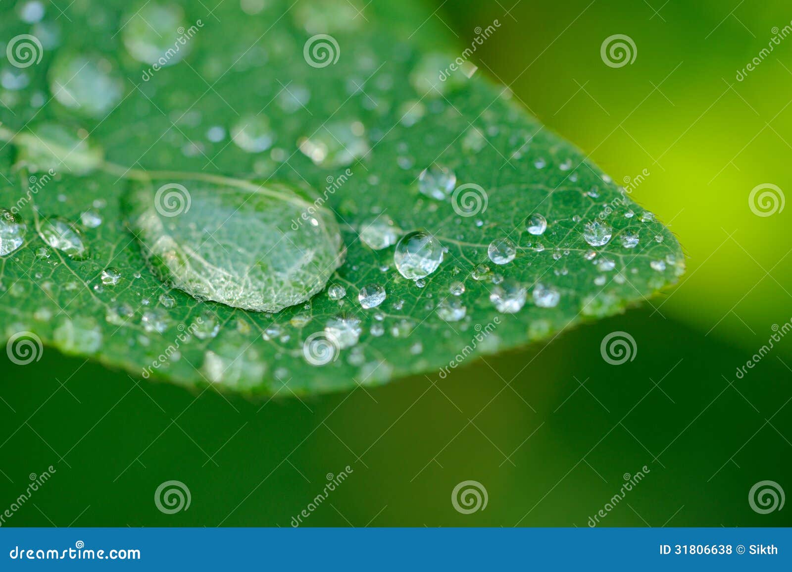 Dew Drops on Green Leaf Macro Stock Photo - Image of plant, green: 31806638