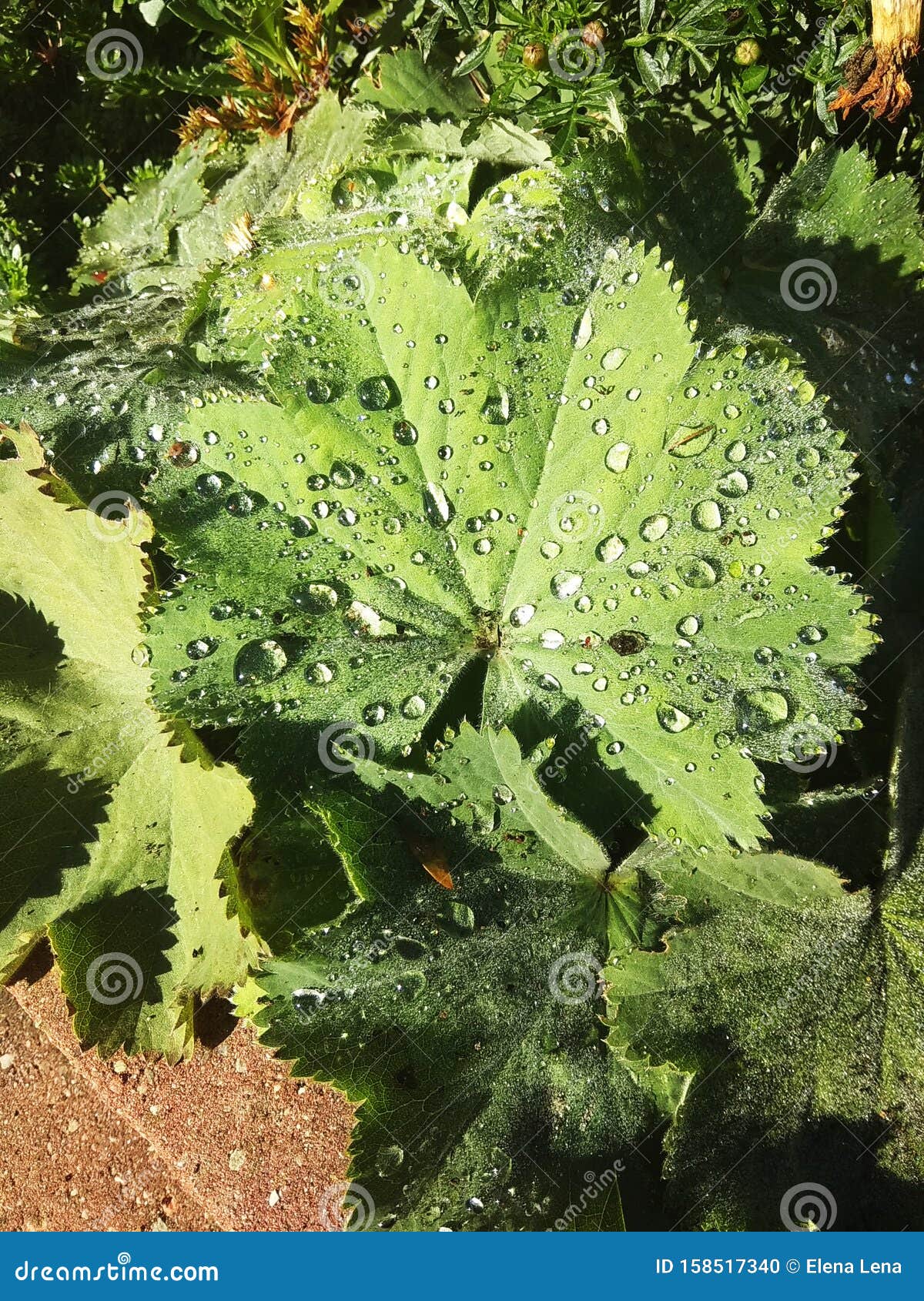 Dew drops on green leaves stock photo. Image of snail - 158517340
