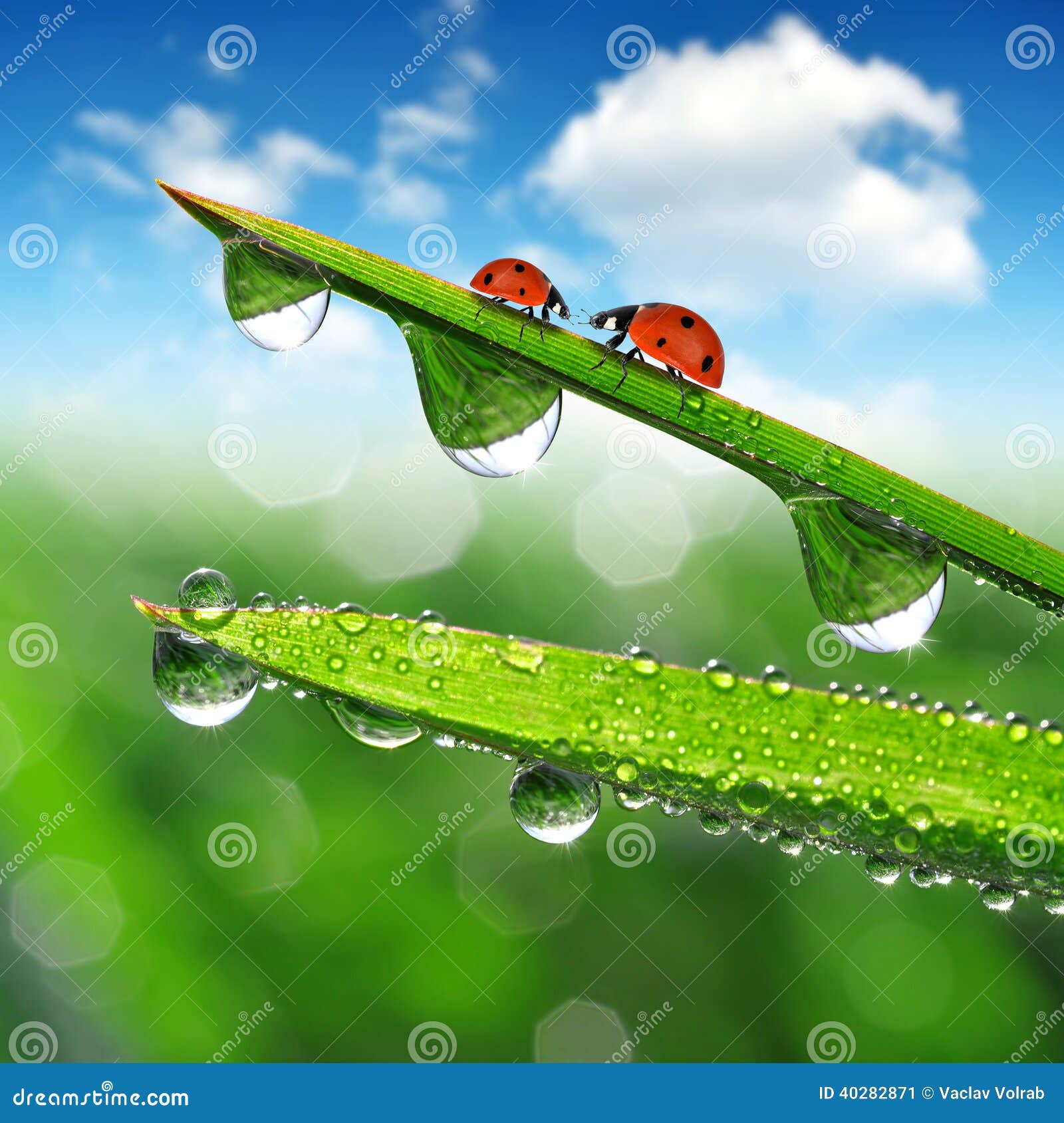 Dew drops and ladybugs stock image. Image of liquid, beauty - 40282871