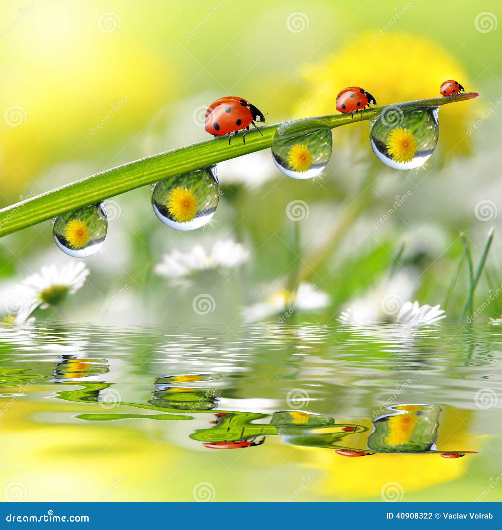 Dew drops and ladybugs stock photo. Image of mirror, nature - 40908322
