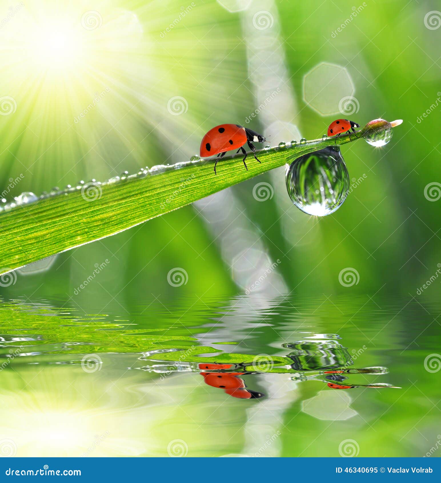Dew drops and ladybugs stock image. Image of insect, beauty - 46340695