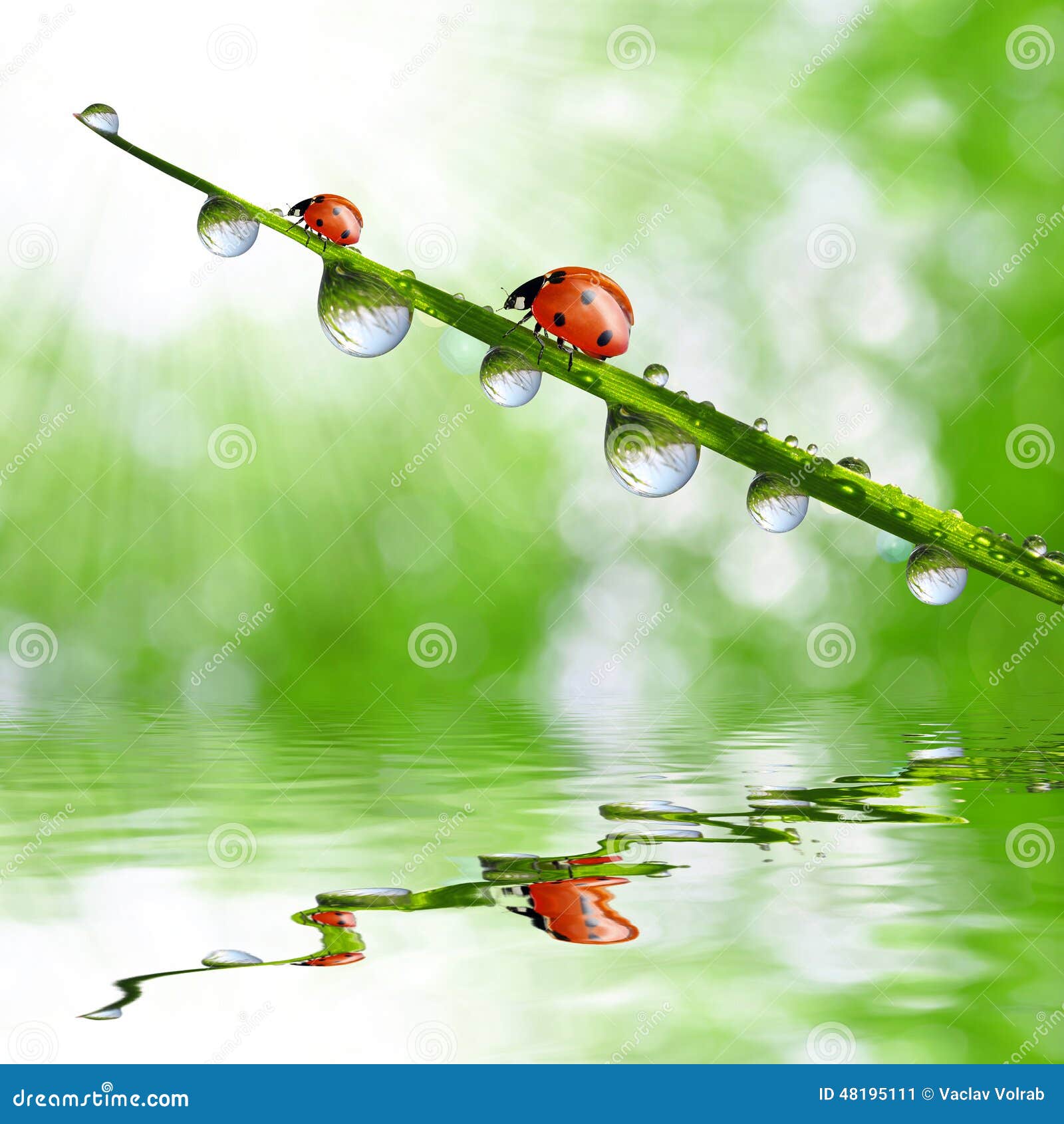 Dew drops and ladybugs stock image. Image of bright, green - 48195111