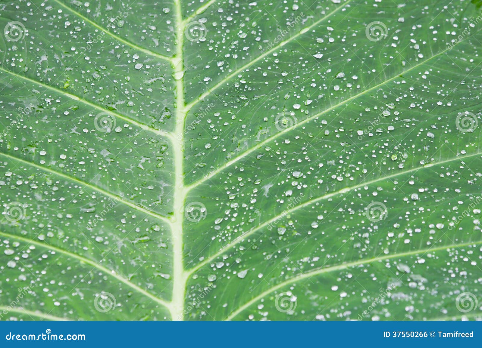Dew Drops on Large Leaf stock photo. Image of leaf, environment - 37550266