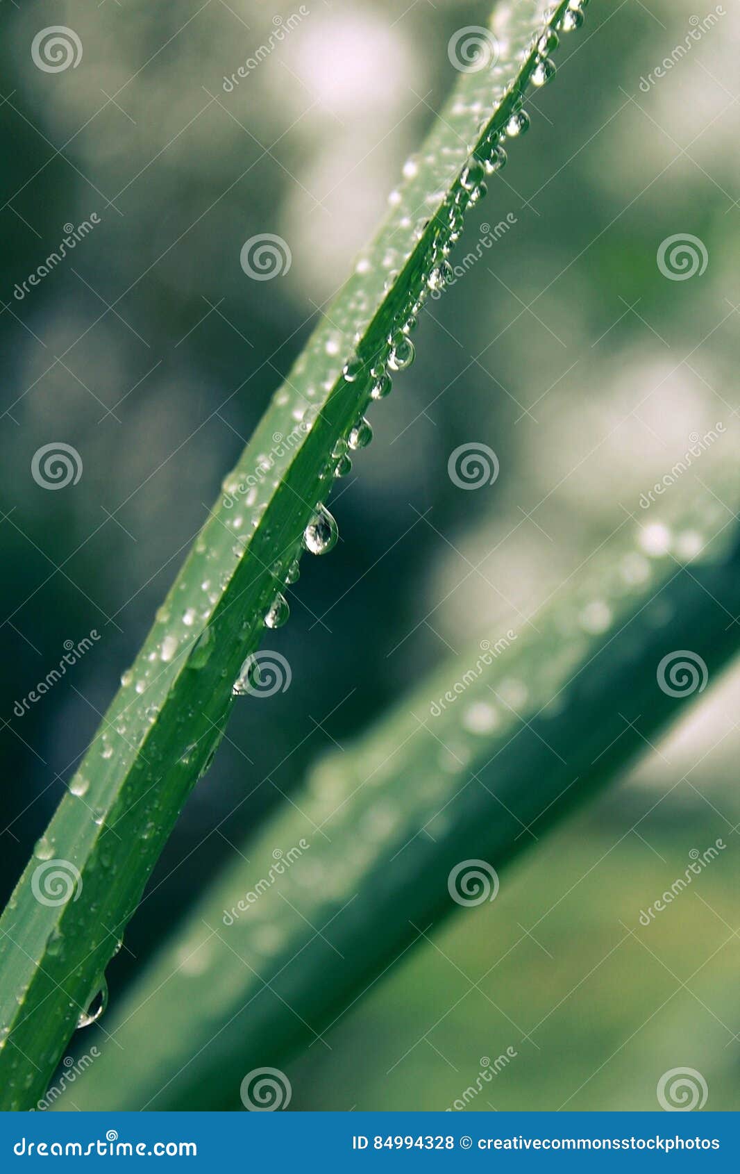 Dew Drops On Leaf Picture. Image: 84994328