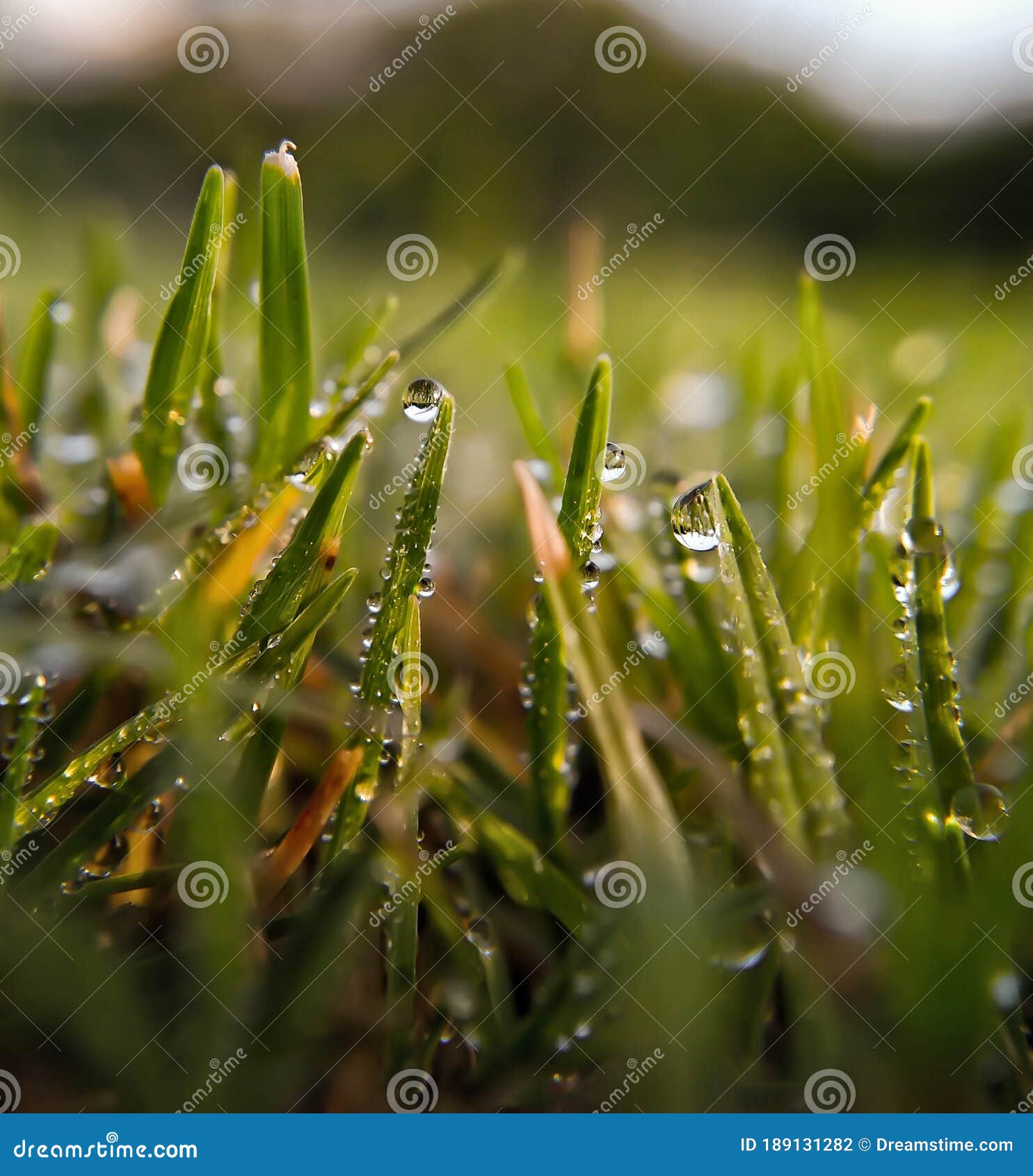 Dew Drops Macro View during Winter Season Stock Photo - Image of ...