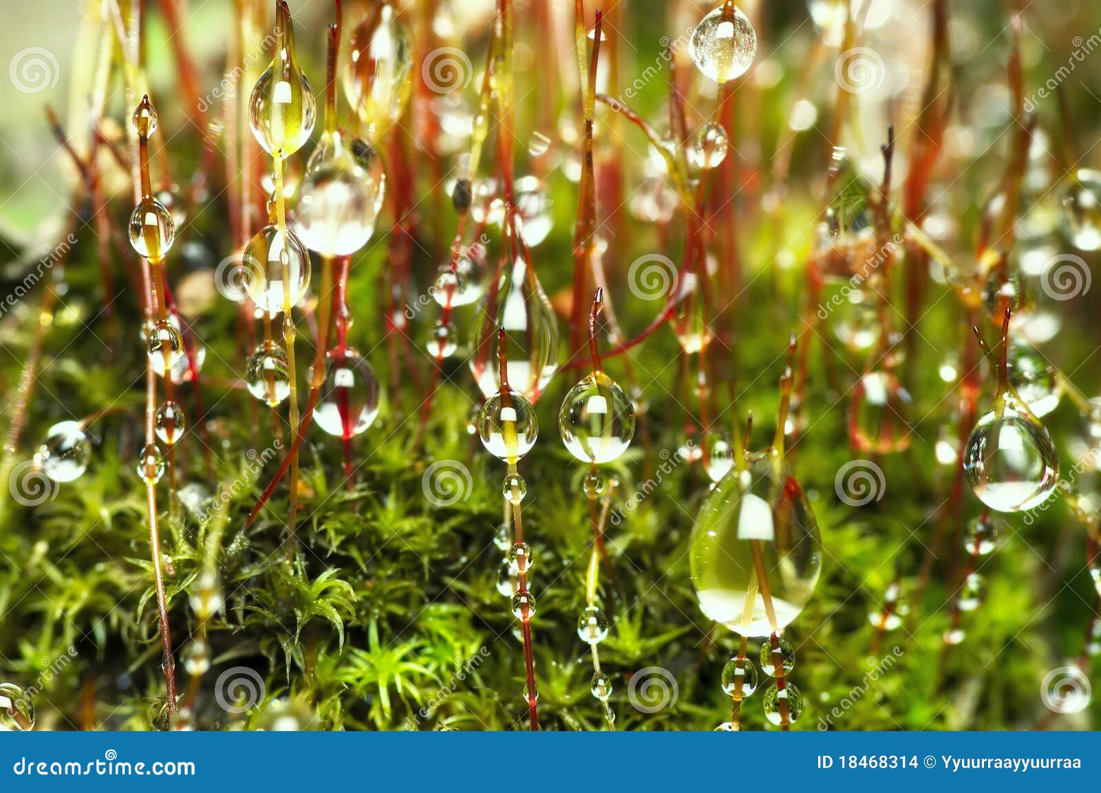 Dew drops on moss stock photo. Image of condensation - 18468314
