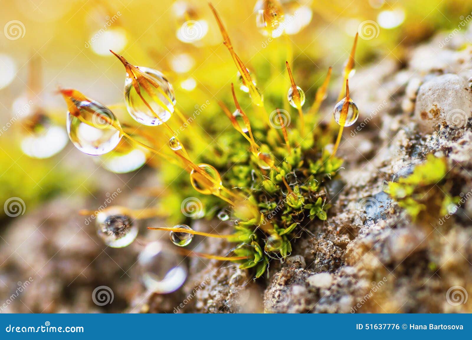Dew drops on moss stock photo. Image of glory, ground - 51637776