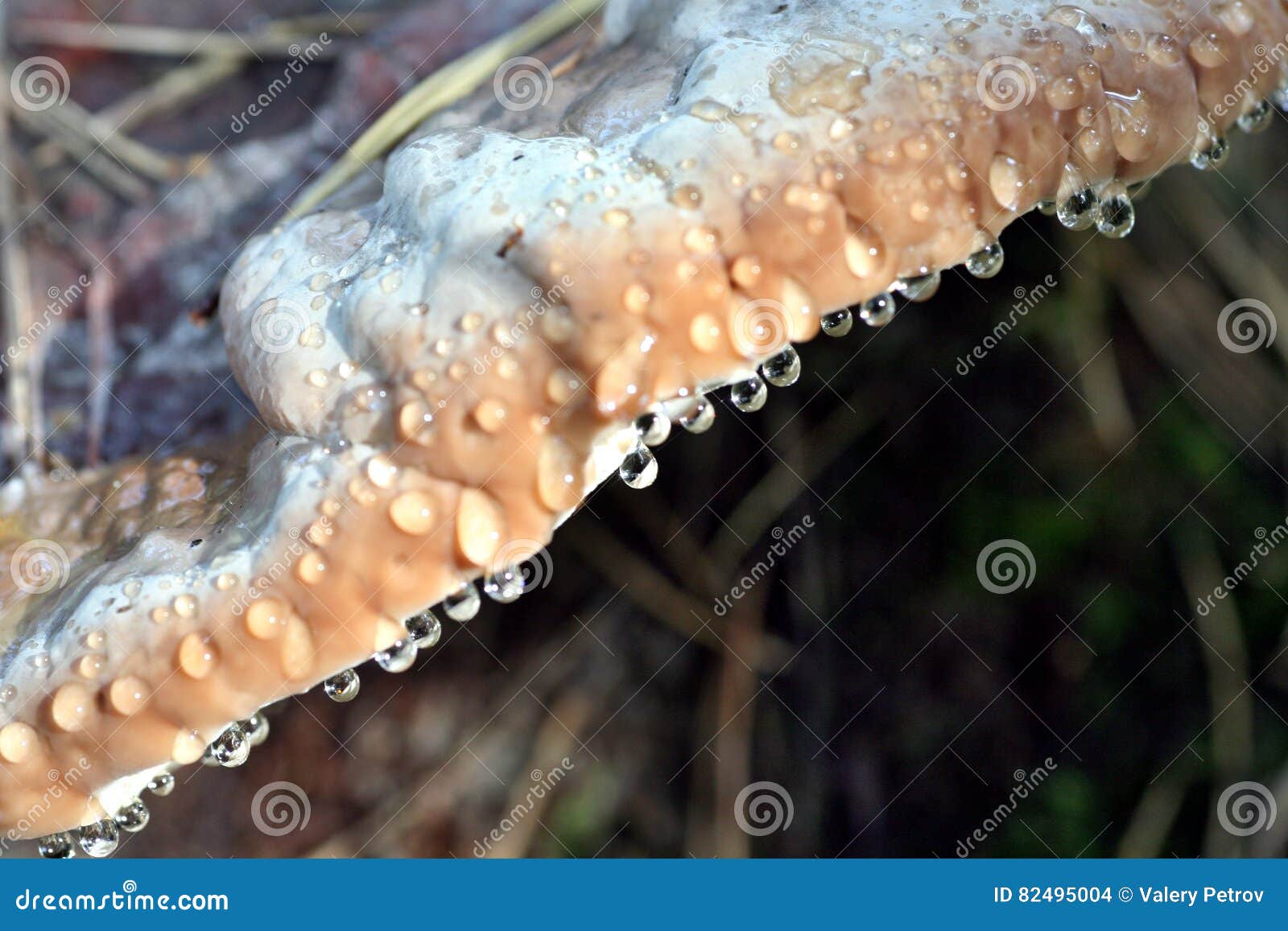 Dew drops on mushroom stock photo. Image of angle, backdrop - 82495004
