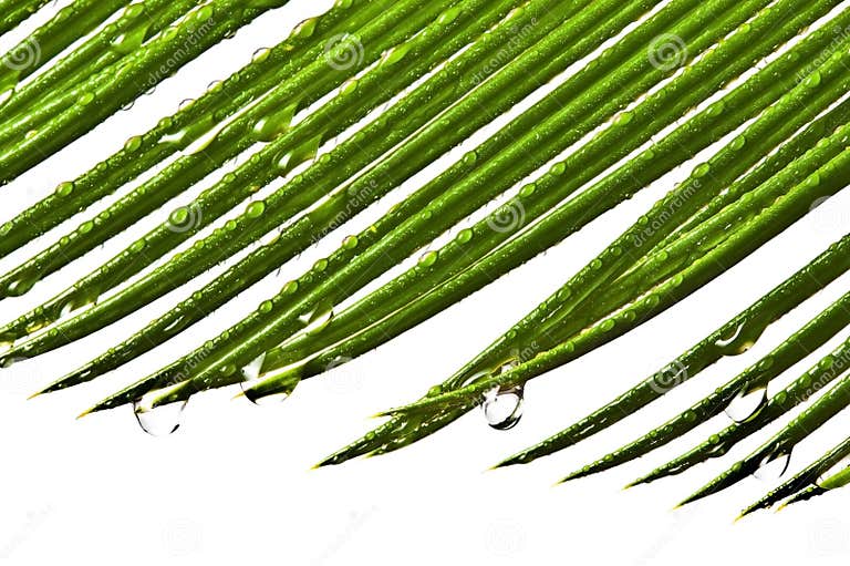 Dew drops on needles stock image. Image of detail, clean - 22799519